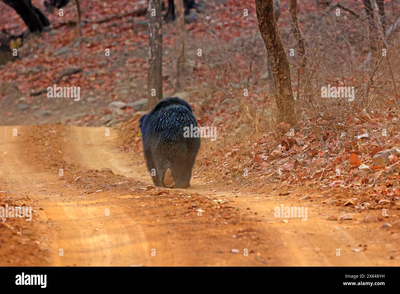 Indian peafowl in ranthambore national hi-res stock photography and ...