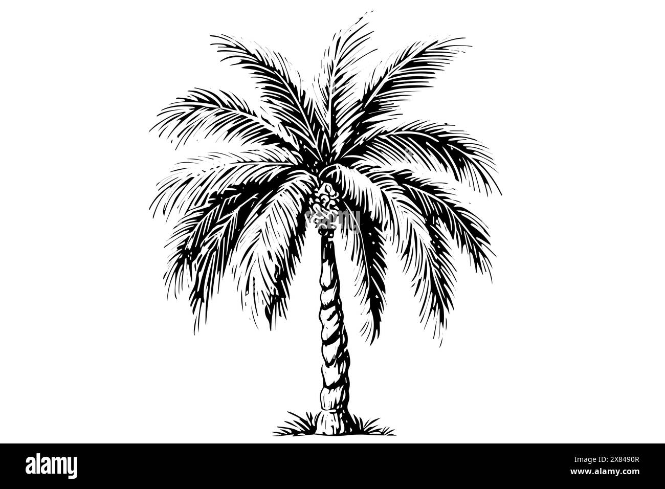 Vintage Hand Drawn Palm Tree Sketch Vector Illustration Retro Tropical