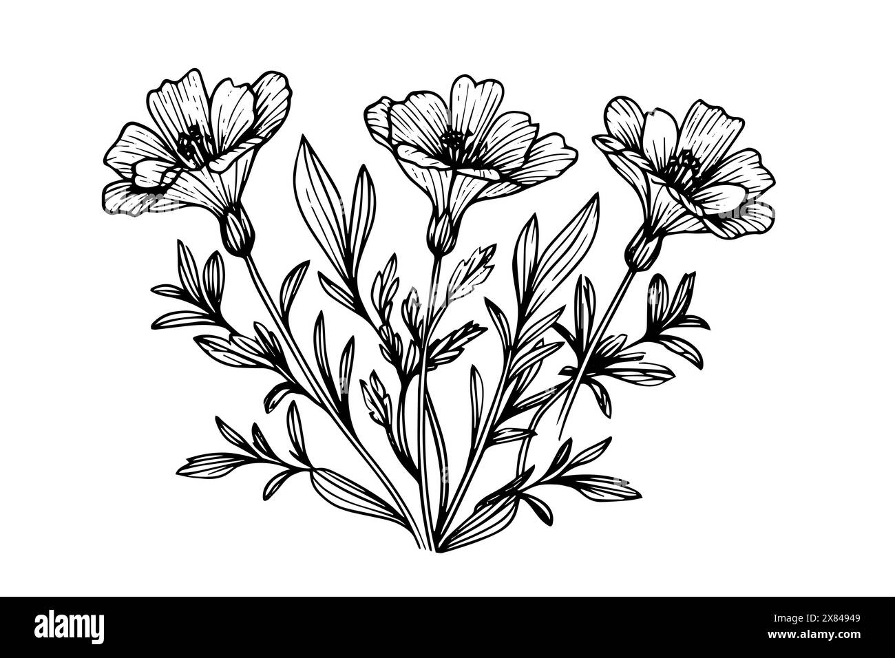 Hand drawn ink sketch of meadow wild flower. Engraved style vector ...