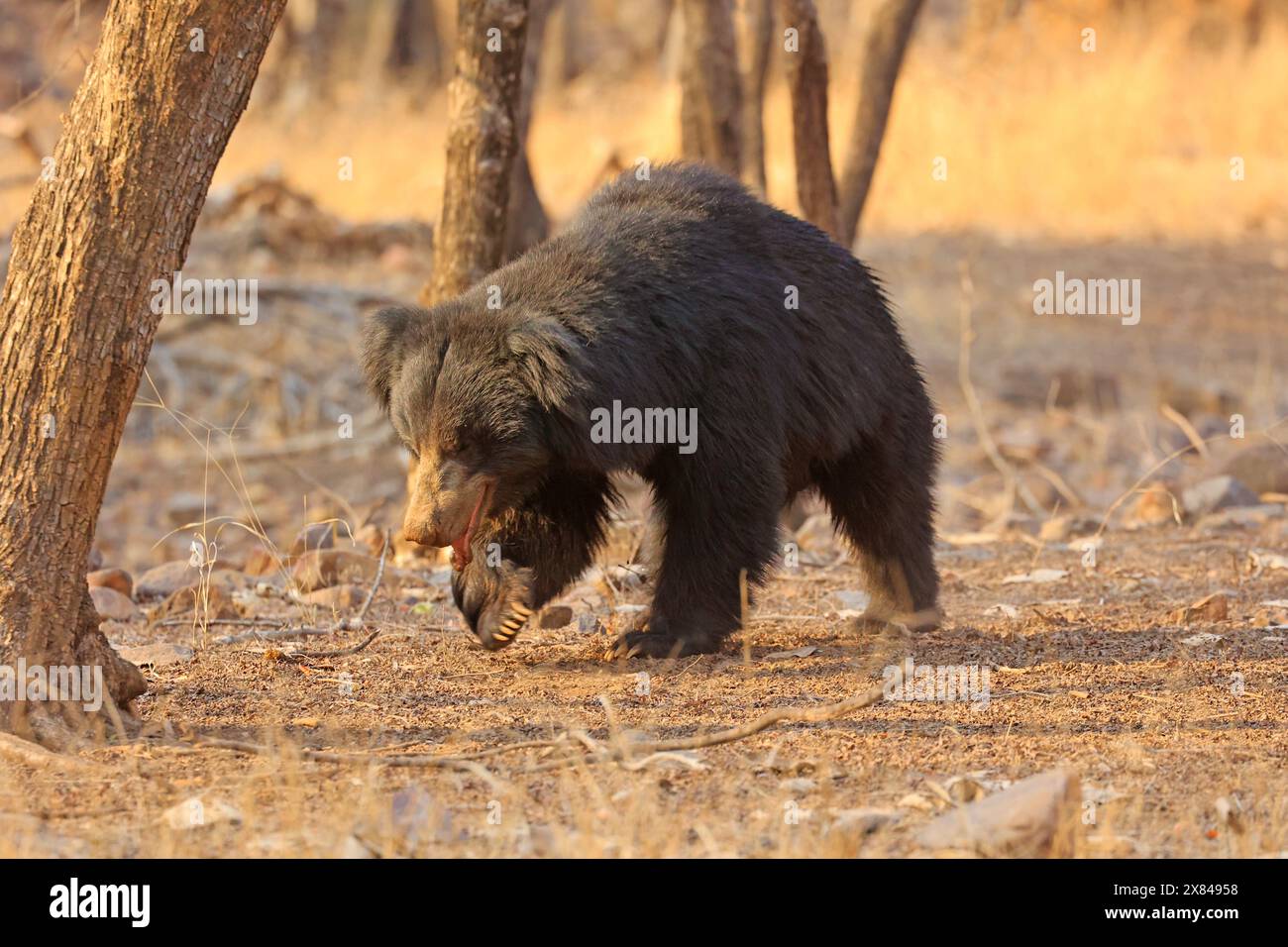 Indian peafowl in ranthambore national hi-res stock photography and ...