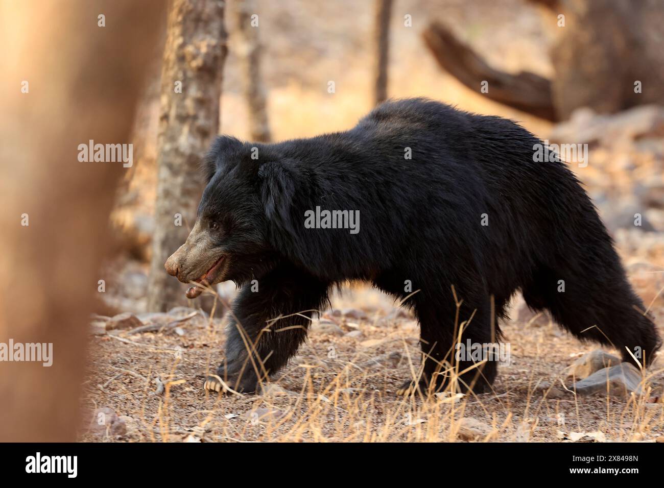 The stunning wildlife of Ranthambore National Park India Stock Photo ...