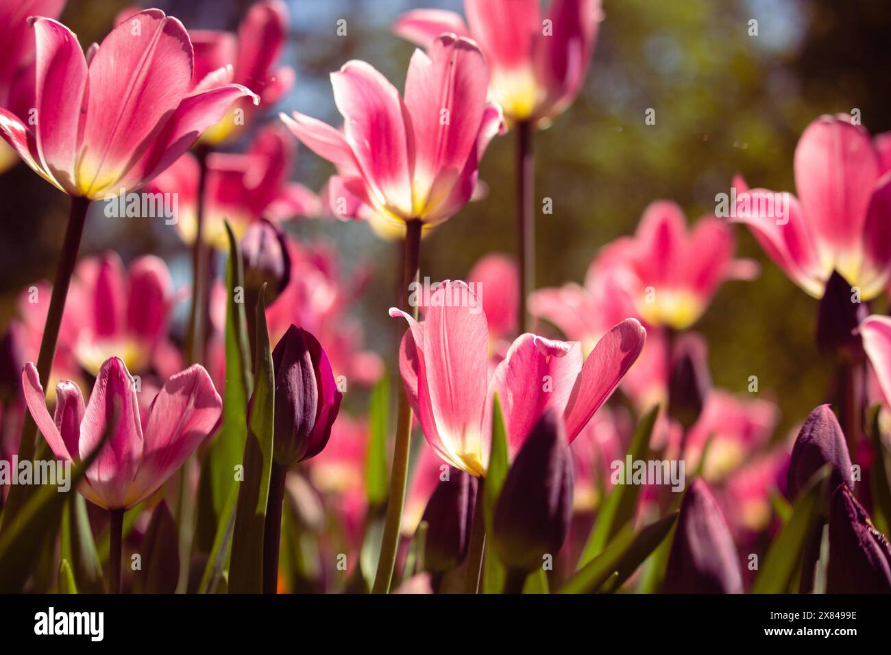 Close up nature background hi-res stock photography and images - Alamy