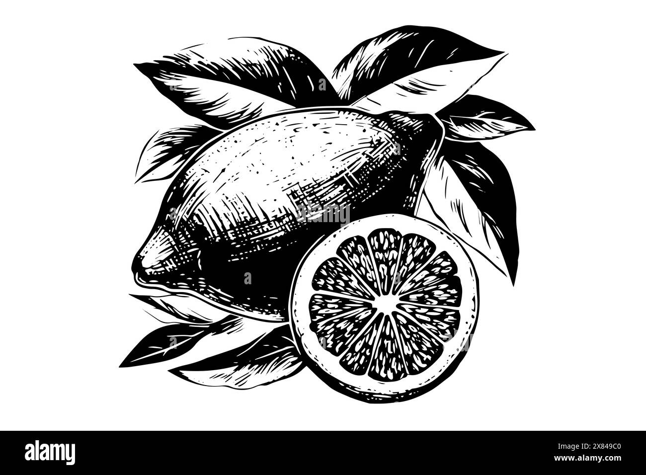 Vintage Citrus Sketch: Hand-Drawn Lemon and Lime with Floral Accents Stock Vector Image & Art ...