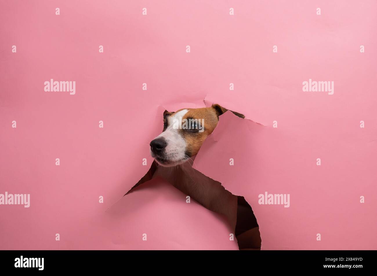 Funny dog jack russell terrier tore pink paper background Stock Photo ...