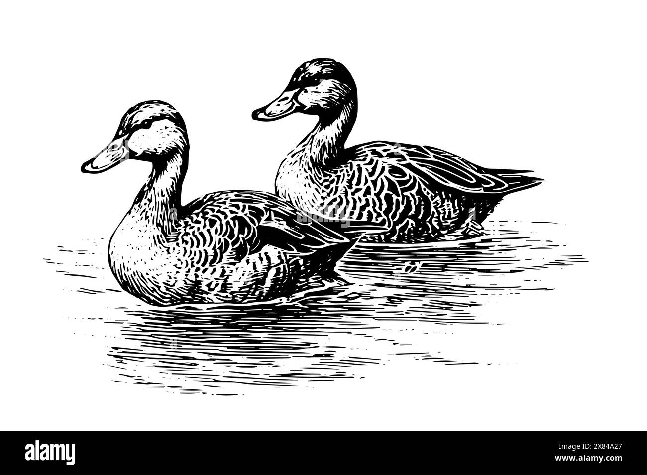 Swimming duck hand drawn ink sketch. Engraved style vector illustration ...