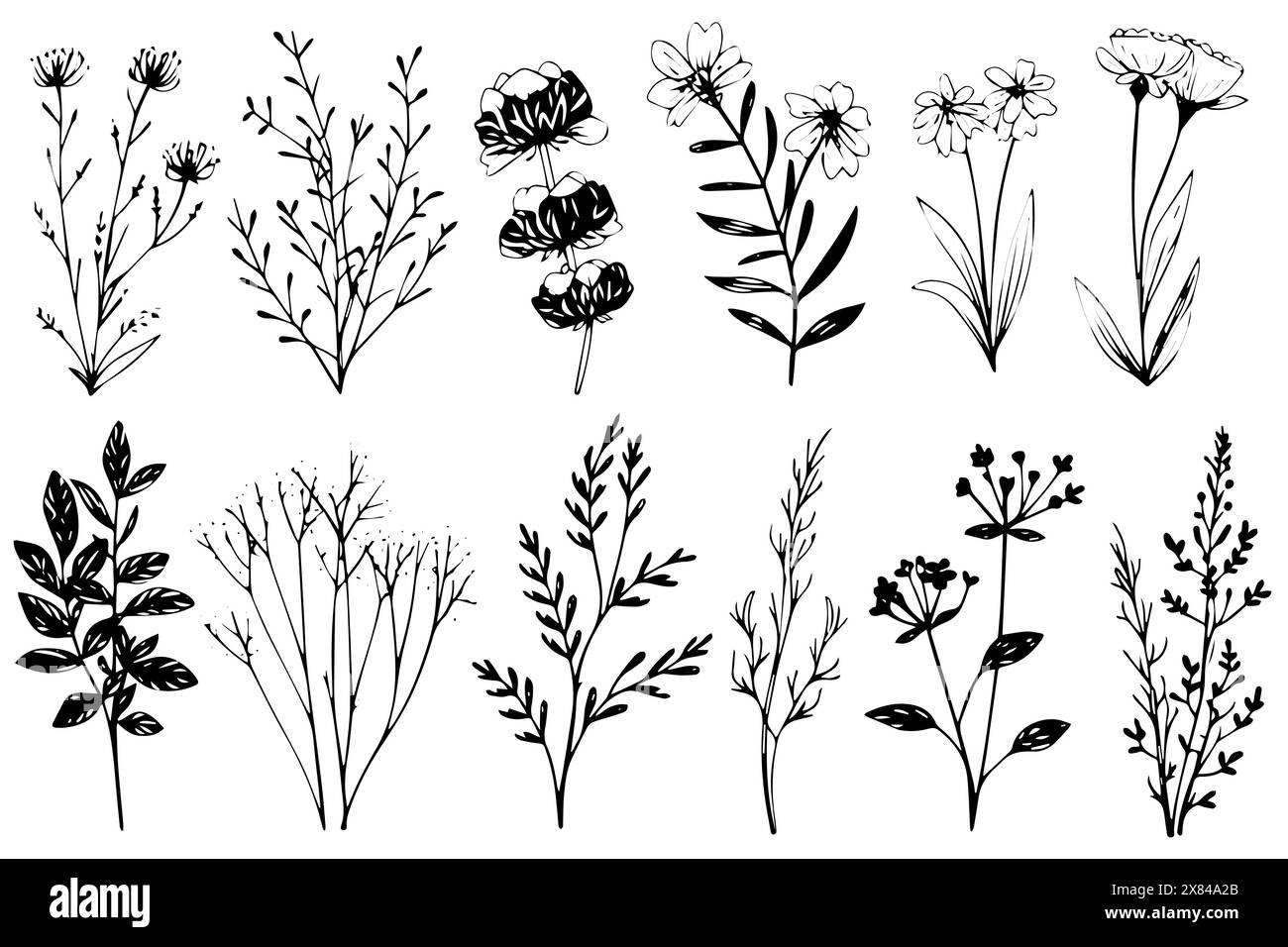 Hand drawn ink sketch of meadow wild flower set. Engraved style vector ...
