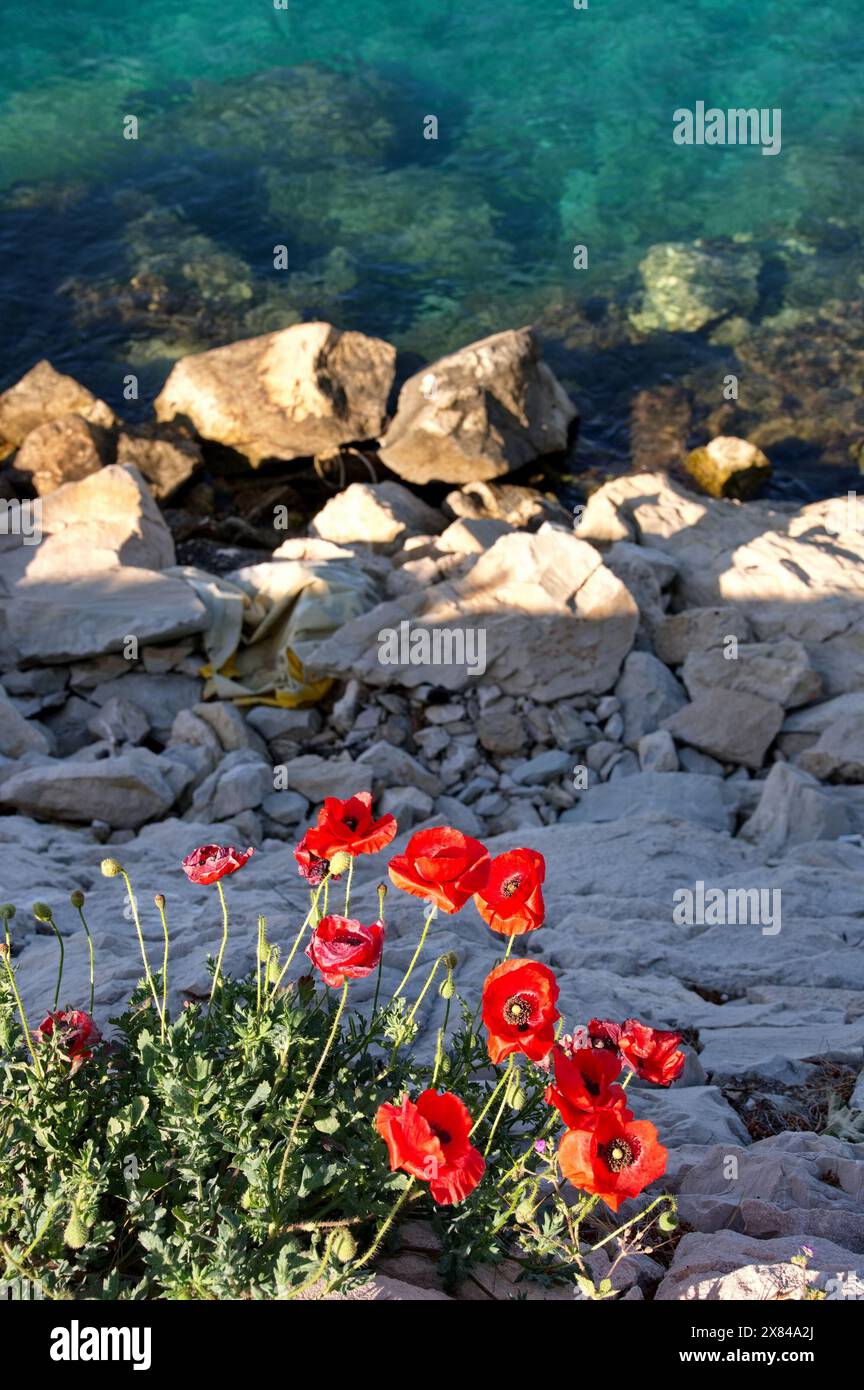 Red poppies on sea hi-res stock photography and images - Alamy
