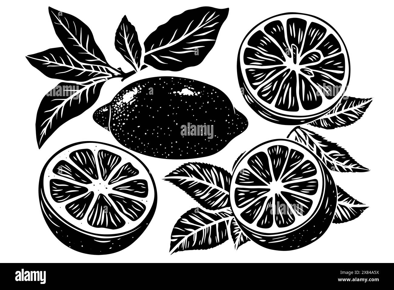 Vintage Citrus Sketch: Hand-Drawn Lemon and Lime with Floral Accents Stock Vector Image & Art ...