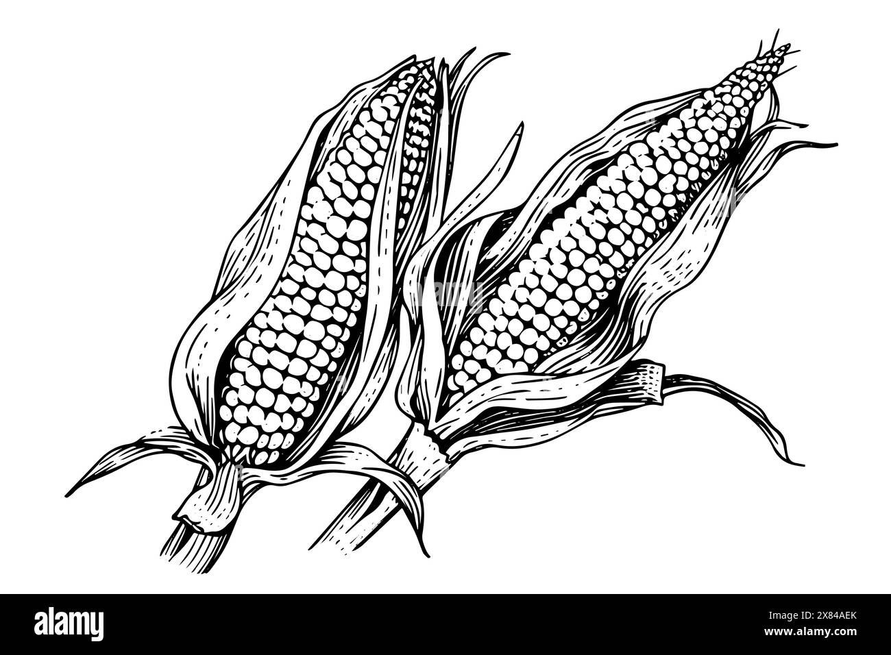 Vintage Corn Illustration: Hand-Drawn Woodcut Vector Sketch of Maize ...