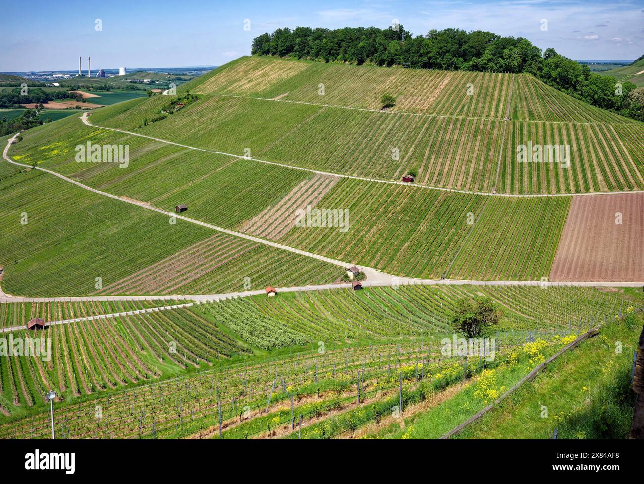 Vineyards at the Weibertreu castle ruins, Weinsberg, Neckargemuend ...