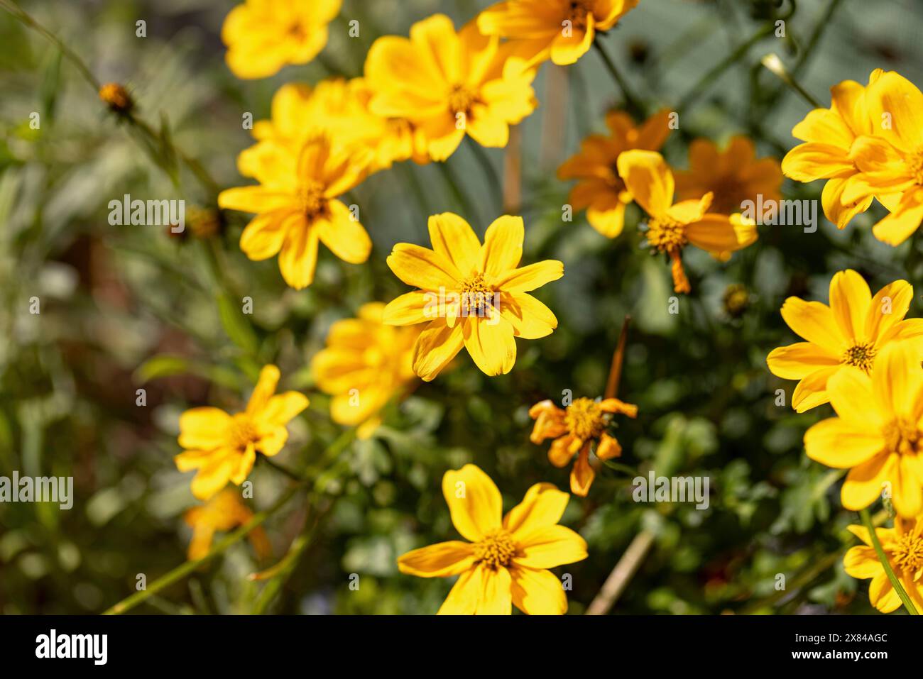 Vivid yellow flowers of the golden maria (Bidens ferulifolia) under ...