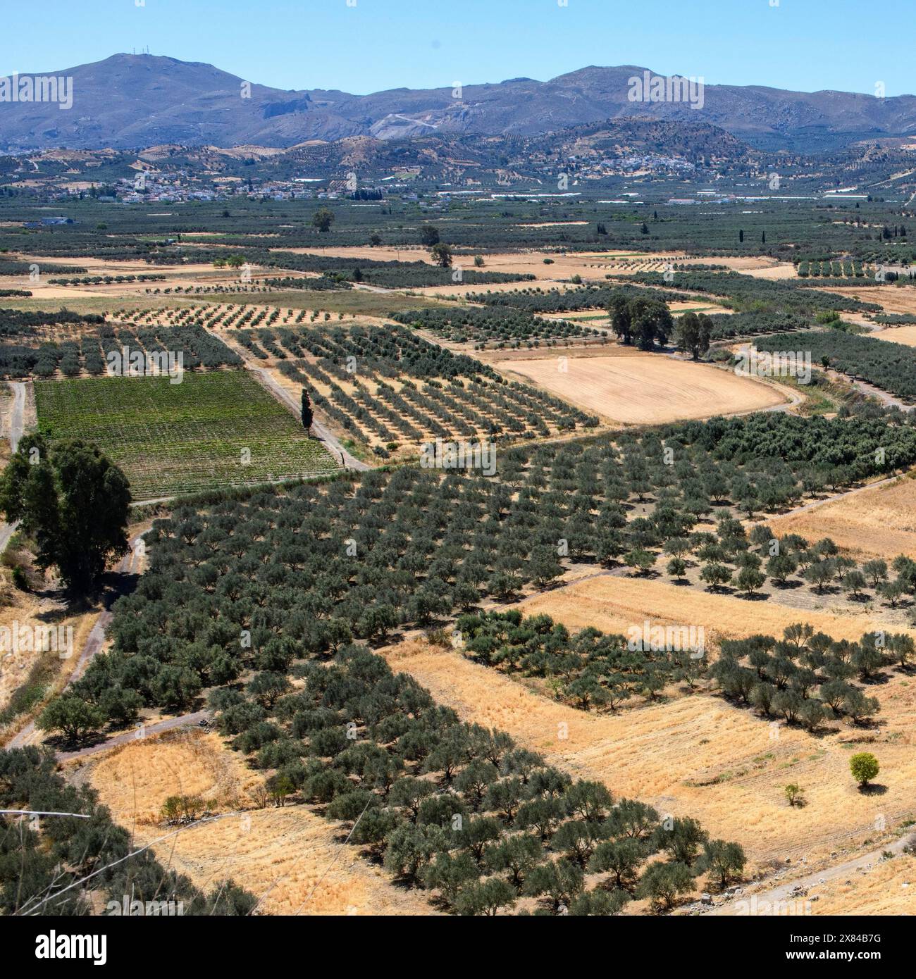 View from an elevated position of several olive plantations with olive ...