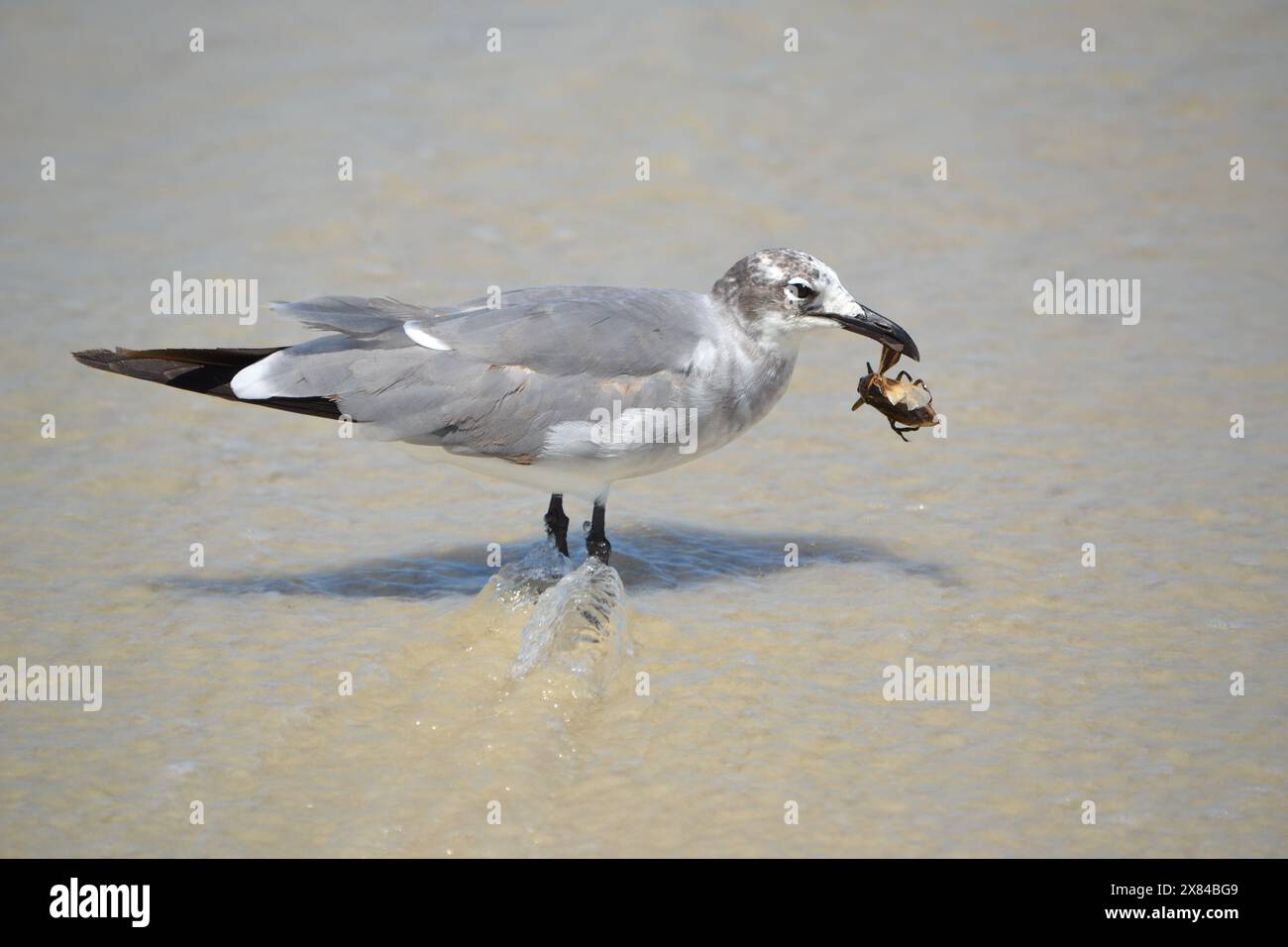 A laughing Gull feasts on a Giant Water Bug. The bug escaped several ...