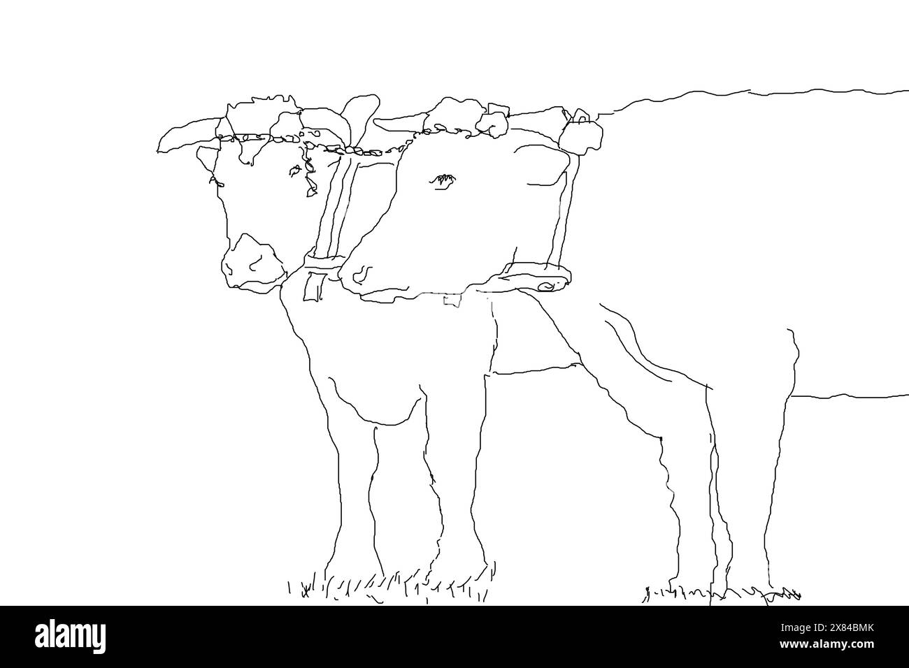 Realistic bull drawing Cut Out Stock Images & Pictures - Alamy