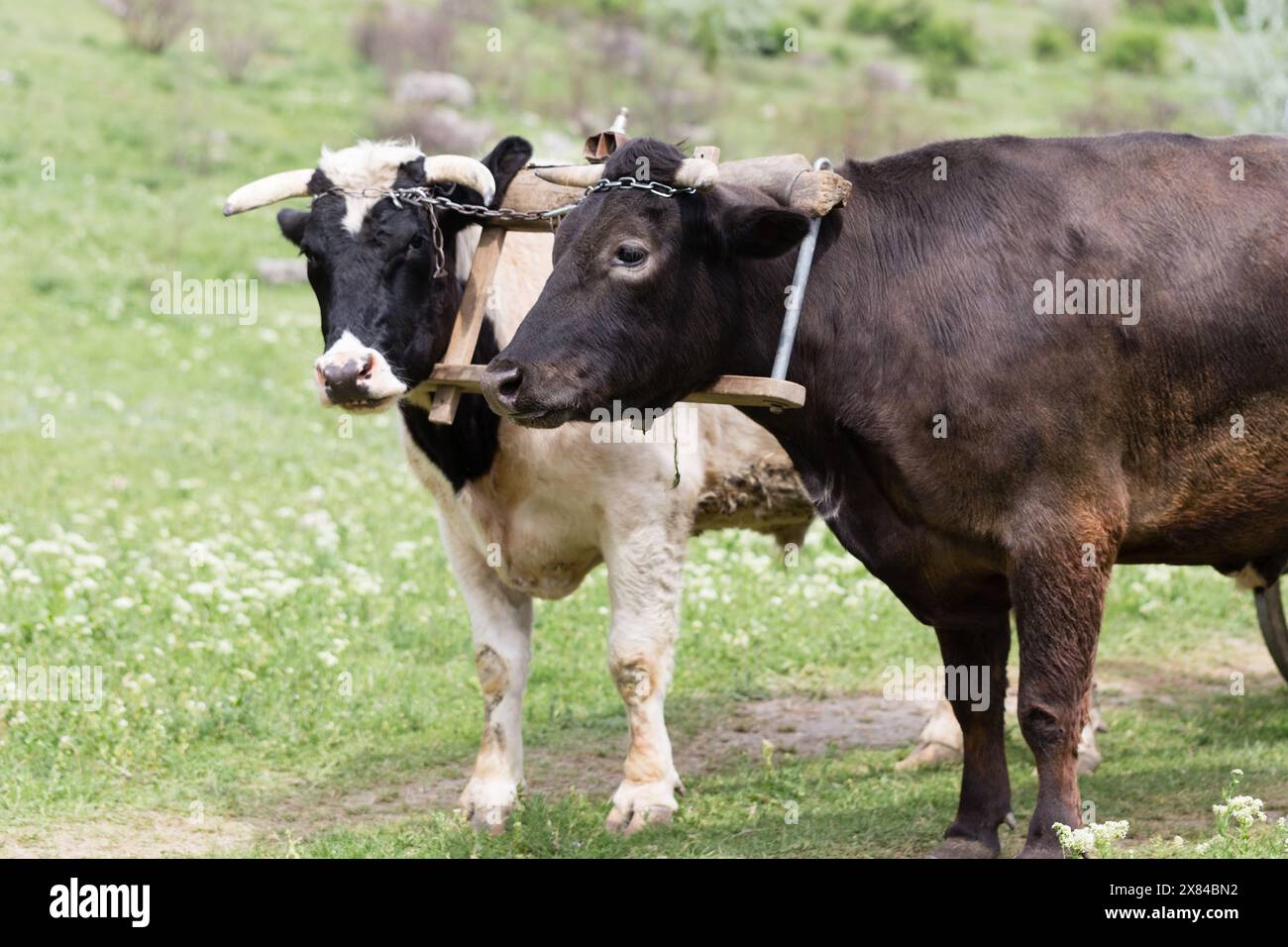 Pair of bulls in a wooden yoke. Close-up Stock Photo - Alamy