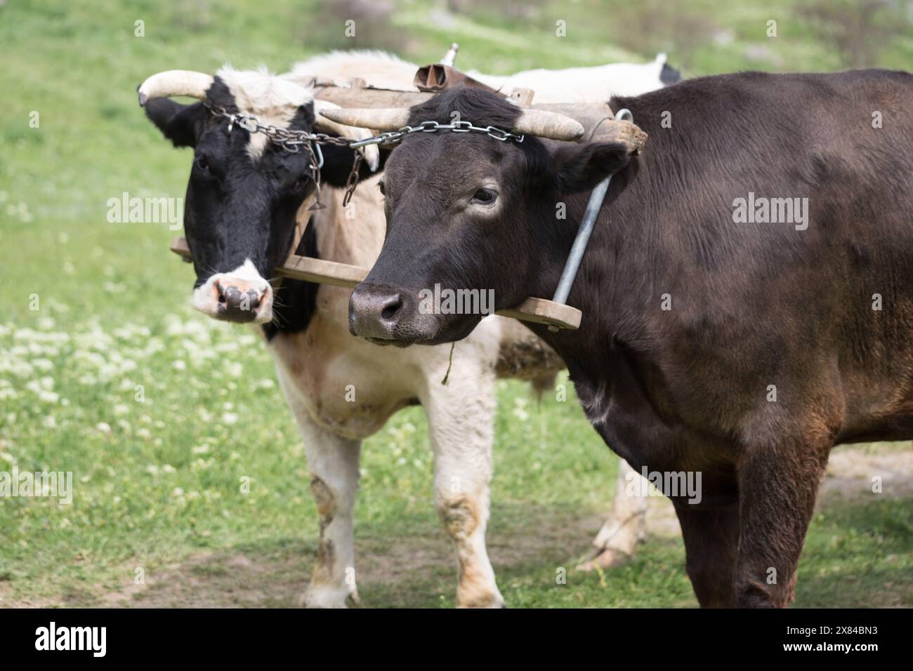 Pair of bulls in a wooden yoke. Close-up Stock Photo - Alamy