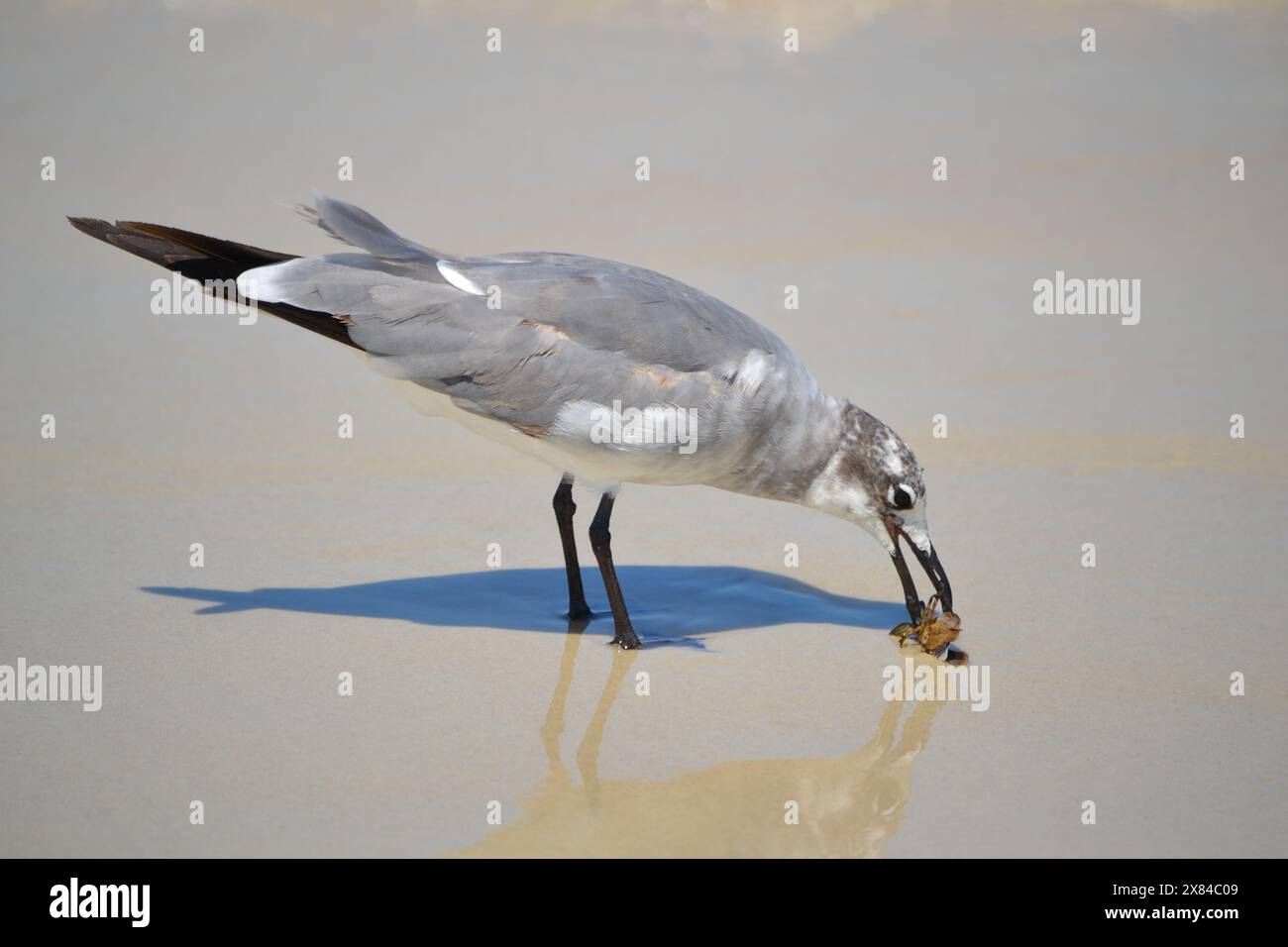 A Laughing Gull feasted on a Giant Water Bug; it escaped several times ...