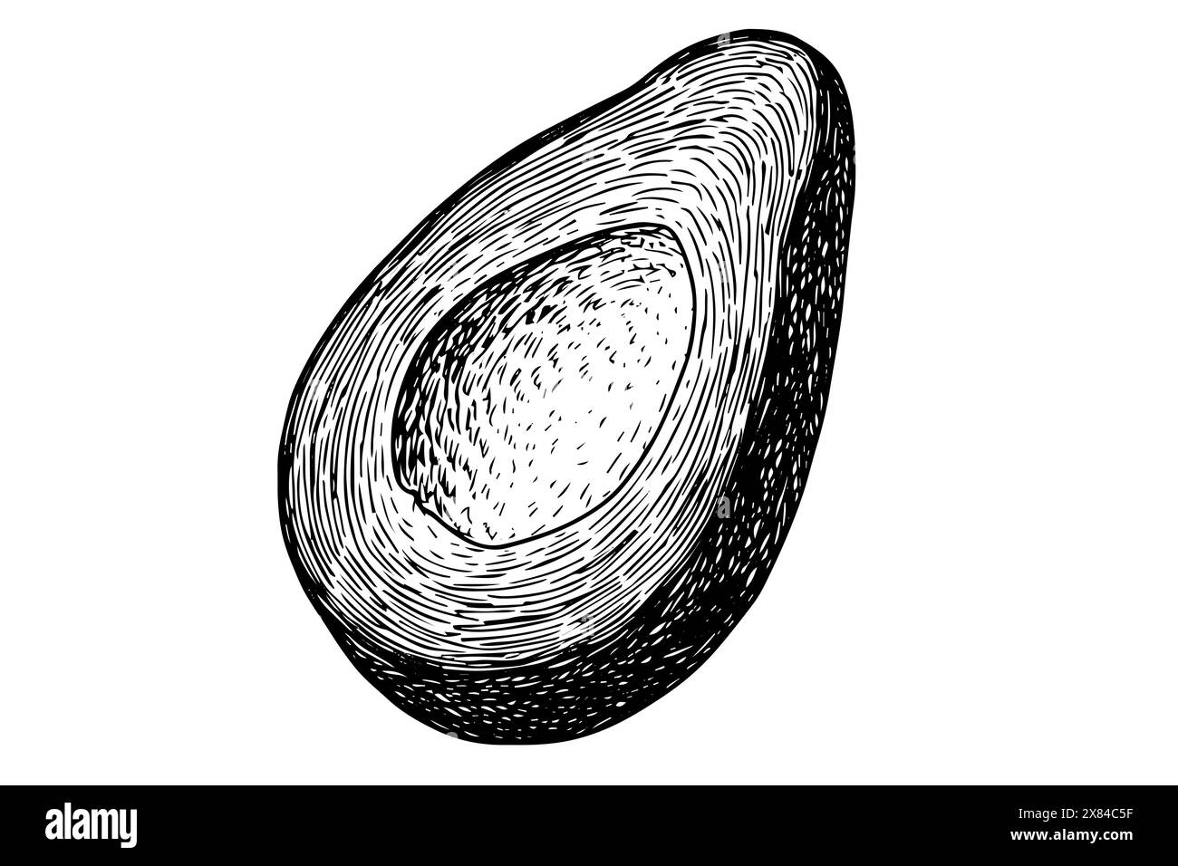 Vintage Avocado Sketch: Hand-Drawn Vector Illustration of Fresh Fruit ...