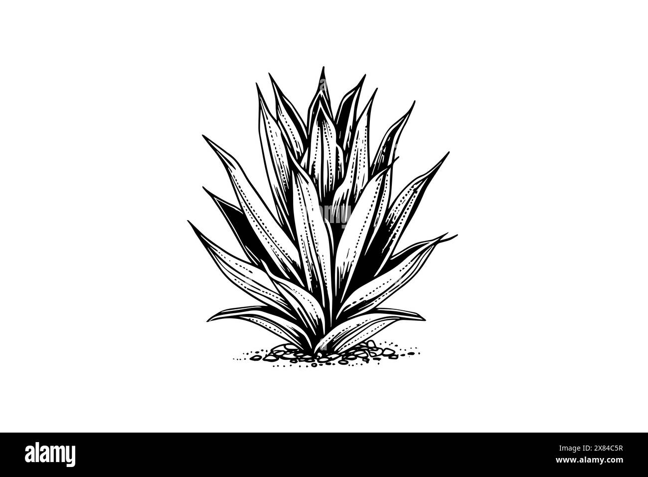 Blue agave ink sketch. Tequila ingredient vector drawing. Engraving ...