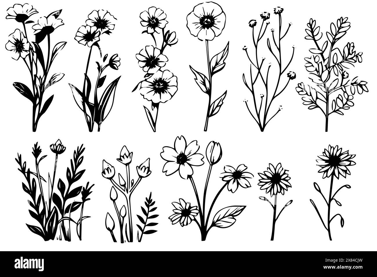 Hand drawn ink sketch of meadow wild flower set. Engraved style vector ...