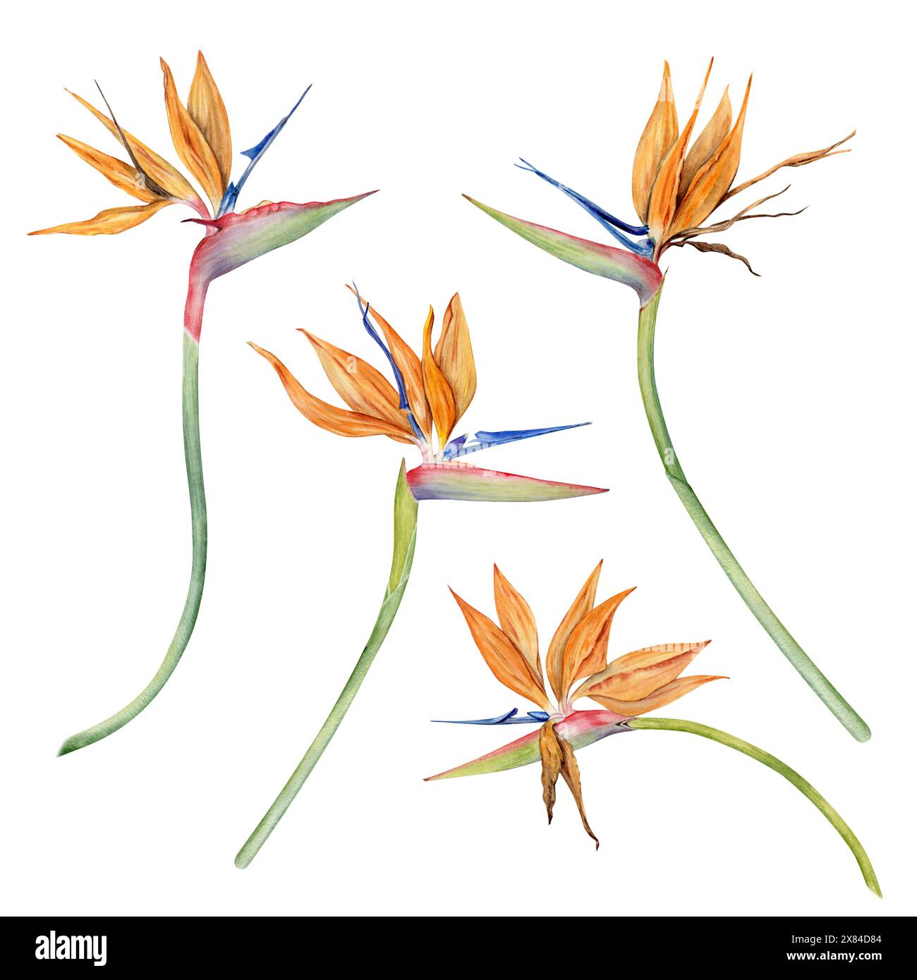 Strelitzia flowers with tropical leaves. Bird of Paradise plant. Floral ...