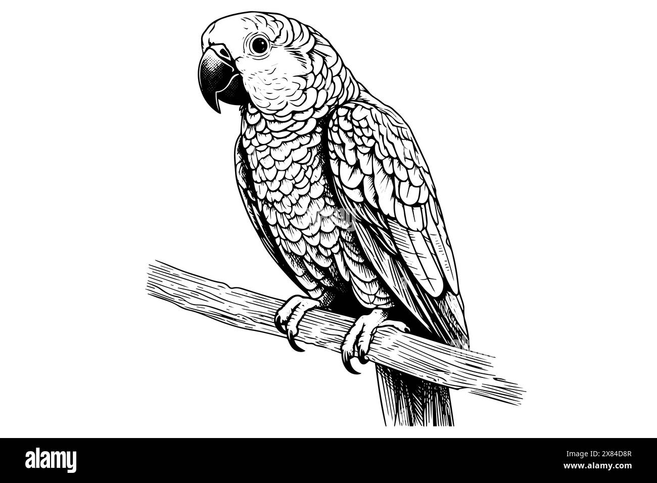 Parrot sitting on a branch hand drawn ink sketch. Engraved style vector ...