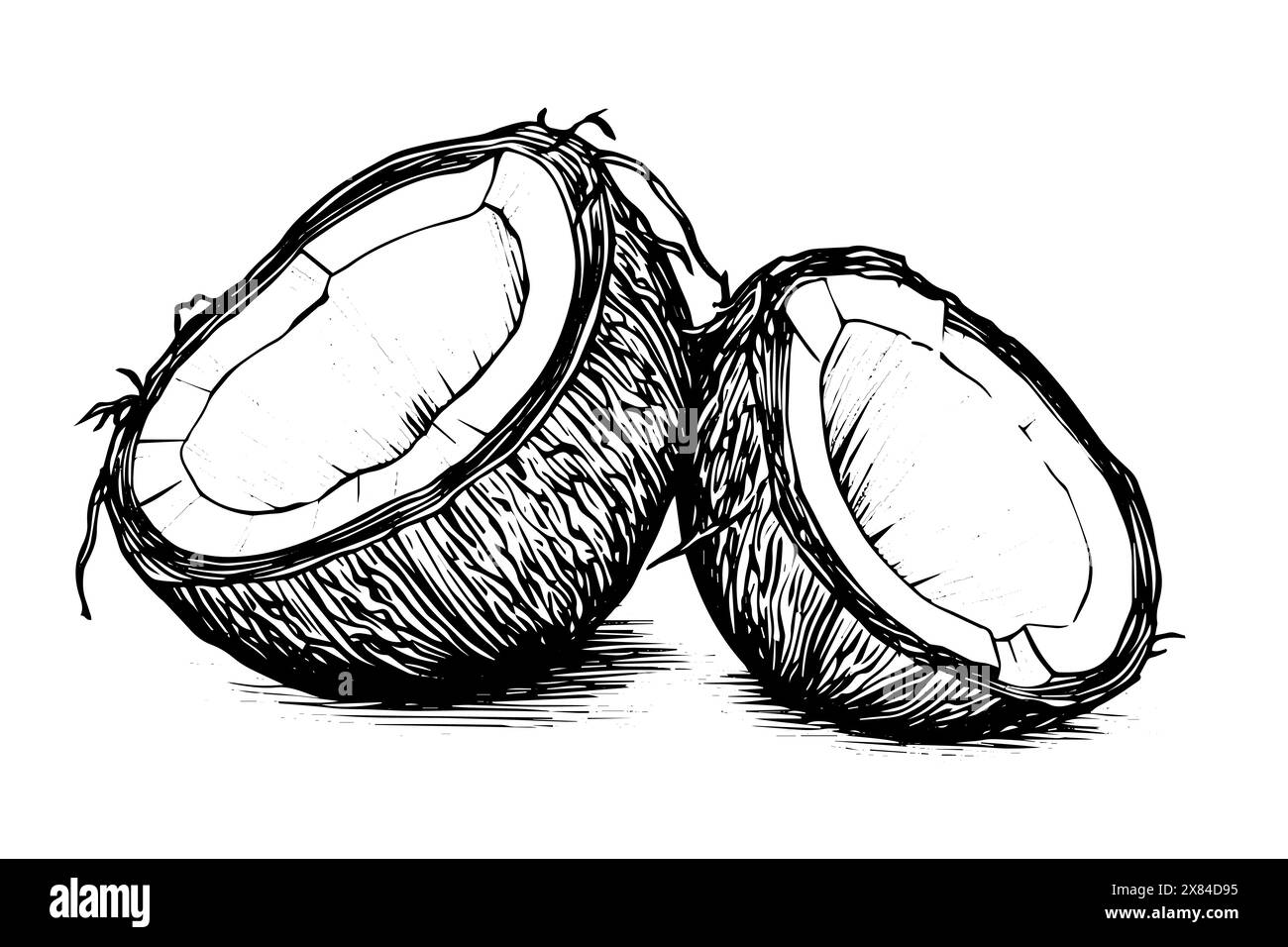 Vintage Coconut Sketch: Hand-Drawn Vector Illustration of Tropical ...