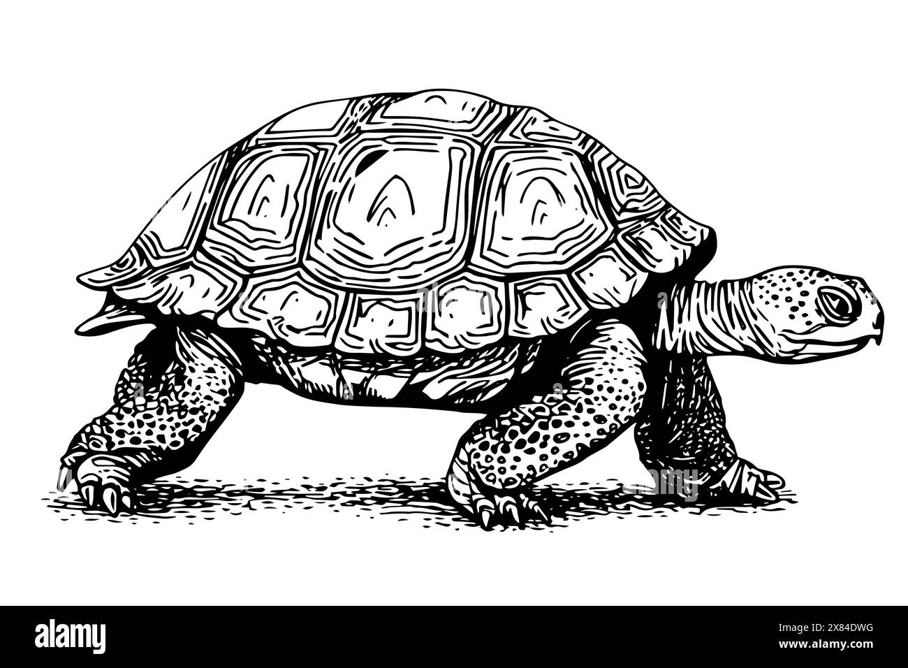 Turtle hand drawn ink sketch. Engraved style vector illustration Stock ...