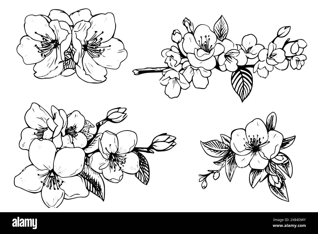 Elegant line art sakura Cut Out Stock Images & Pictures - Alamy