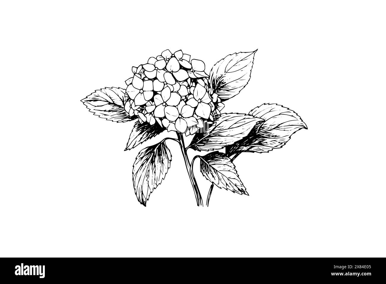 Hand drawn ink sketch hydrangea flowers. Vector illustration in ...