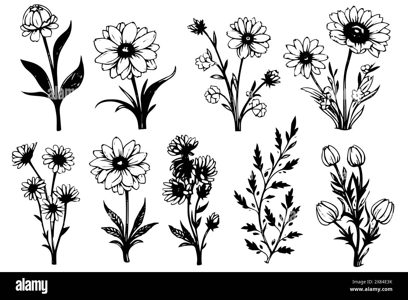 Hand drawn ink sketch of meadow wild flower set. Engraved style vector ...