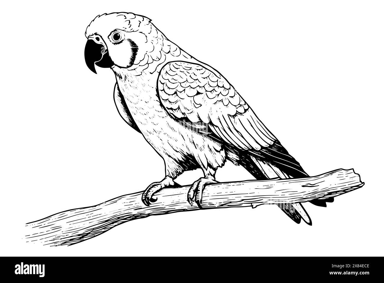 Parrot sitting on a branch hand drawn ink sketch. Engraved style vector ...