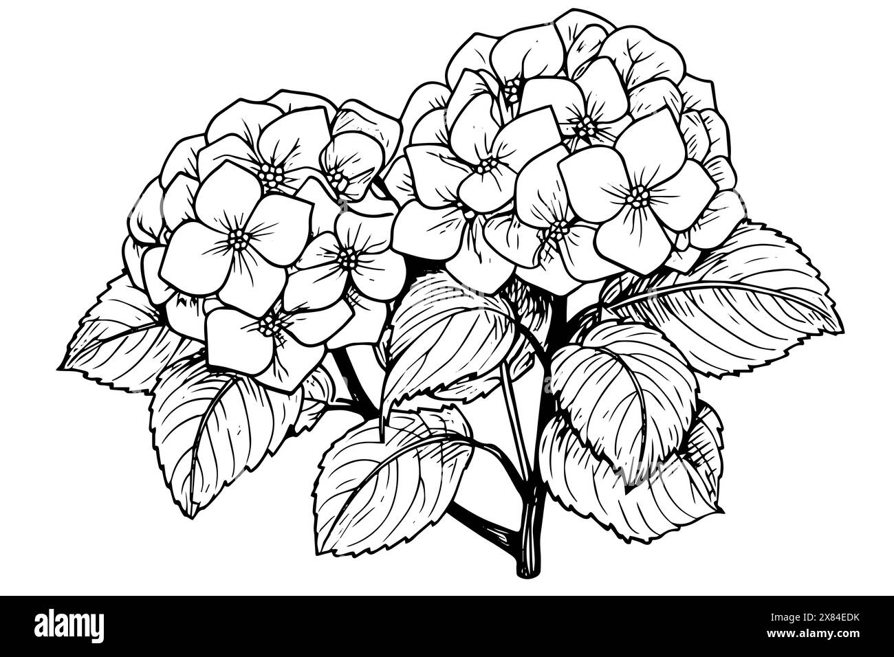 Vintage Hand-Drawn Hydrangea Vector Illustration: Sketch of Hortensia ...