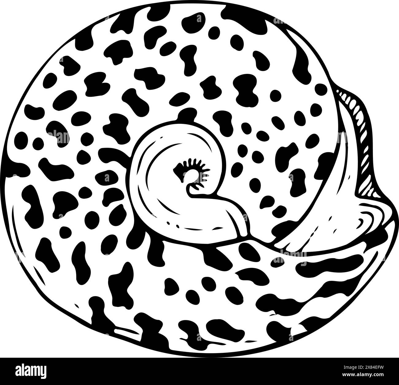 Round trochus snail spiral seashell black white Stock Vector Image ...