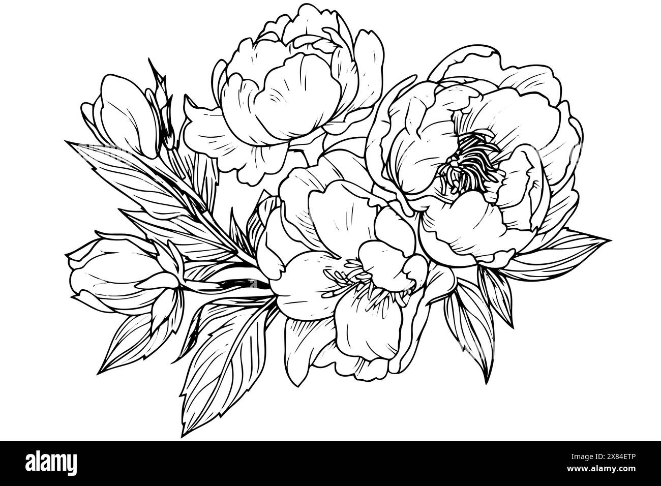 Vintage Floral Vector Collection: Hand-Drawn Roses, Baroque Ornaments ...