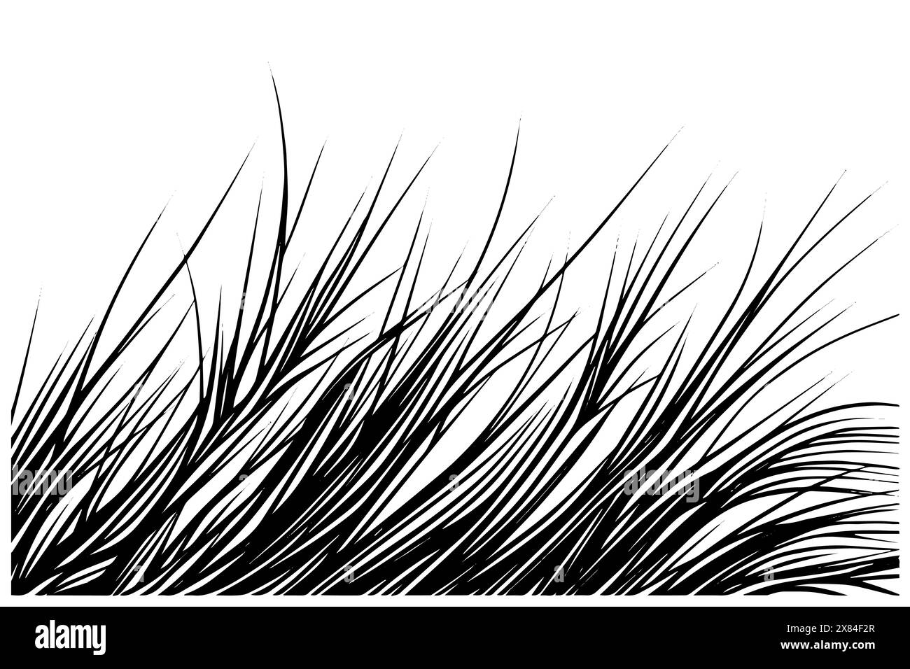 Black grass sketch in vintage style on white background. Hand drawn ...