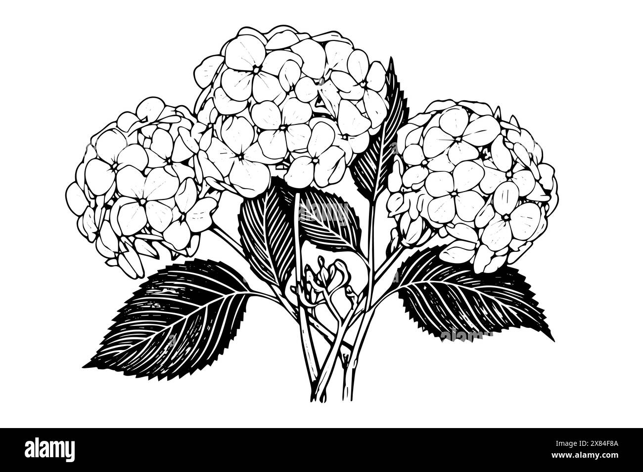 Vintage Hand-Drawn Hydrangea Vector Illustration: Sketch of Hortensia ...