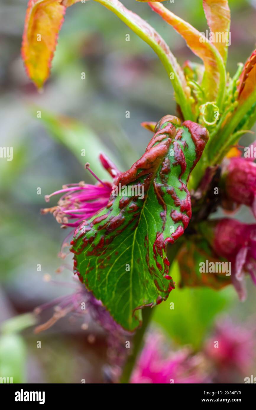 Taphrina deformans fungal pathogen hi-res stock photography and images ...