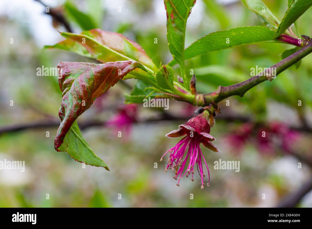 Peach leaf curl. Fungal disease of peaches tree. Taphrina deformans ...