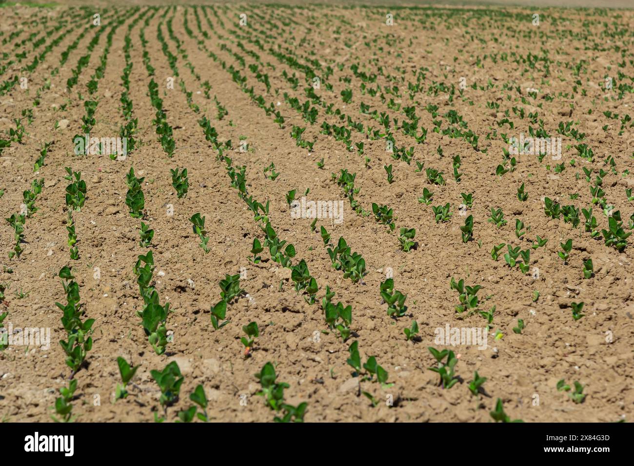 Spring field young vegetation hi-res stock photography and images - Alamy