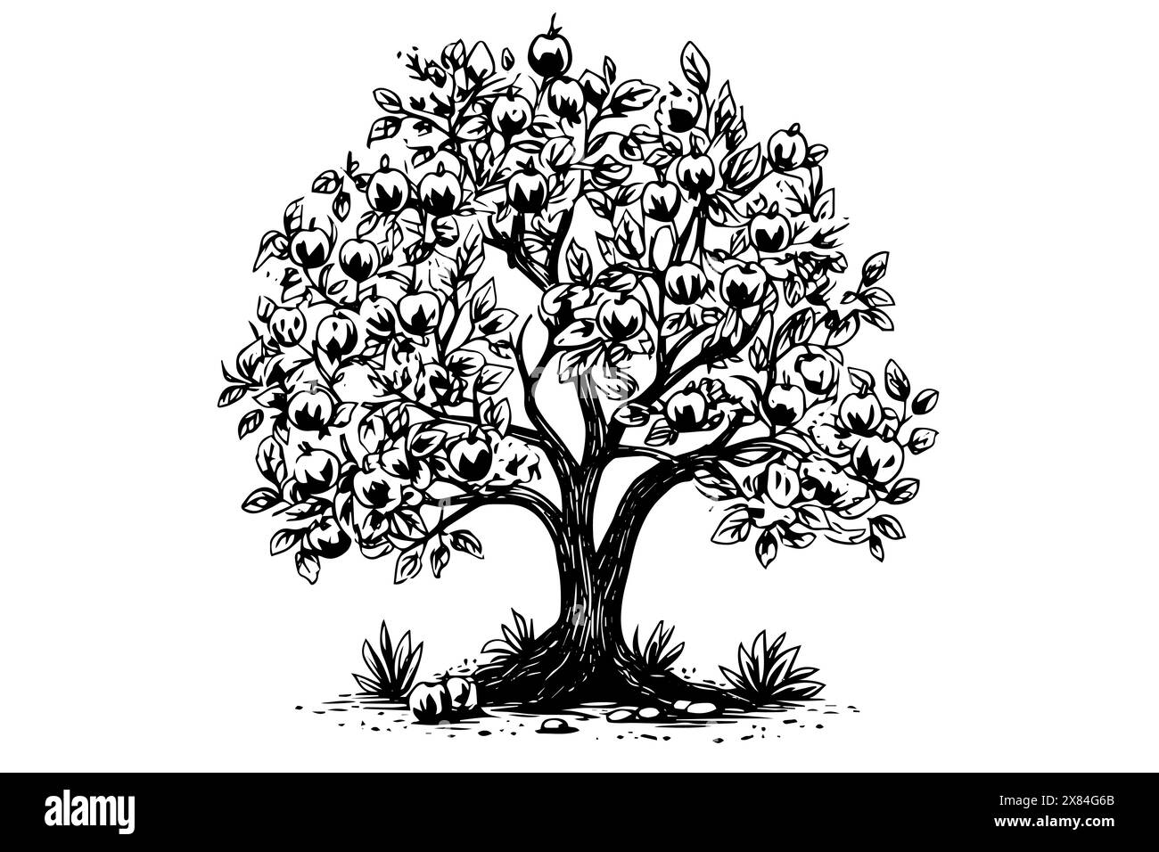 Vintage Apple Tree Illustration: Engraved Vector Sketch of Fruitful ...
