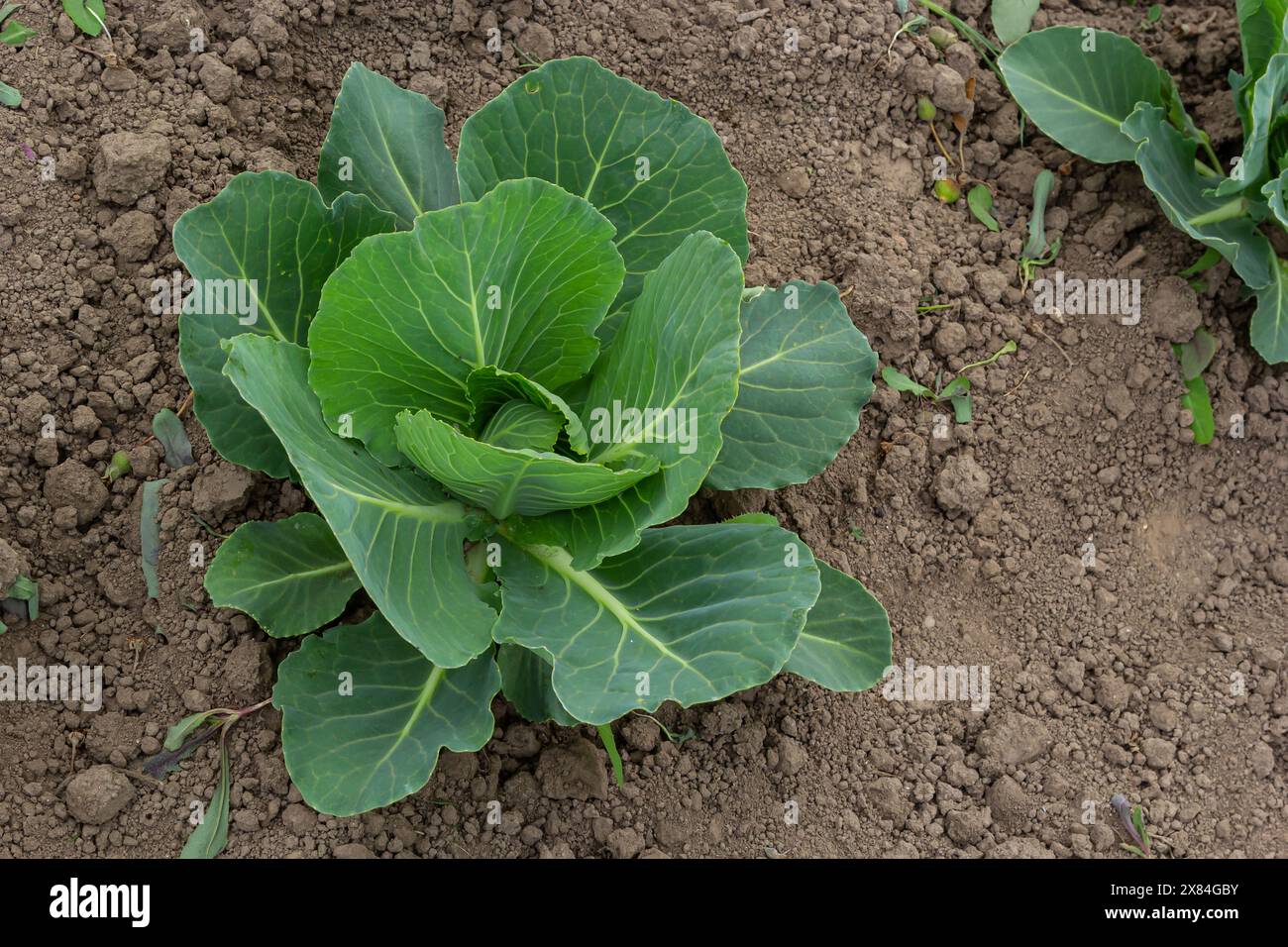 Plantation young cabbage on garden hi-res stock photography and images ...
