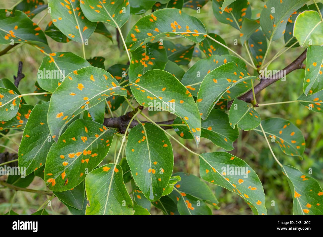 Pear leaves with pear rust infestation Stock Photo - Alamy