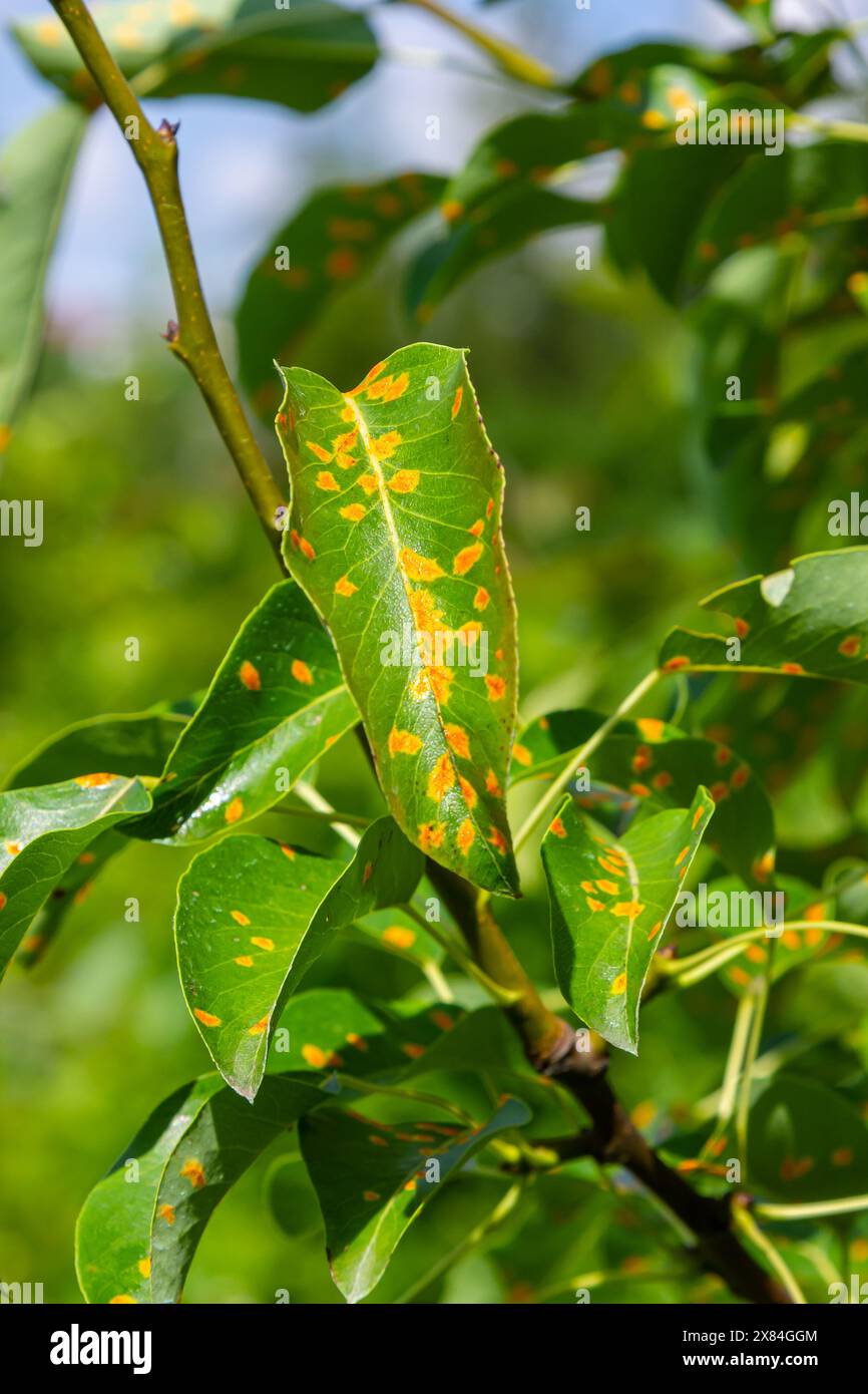 Pear leaves with pear rust infestation Stock Photo - Alamy