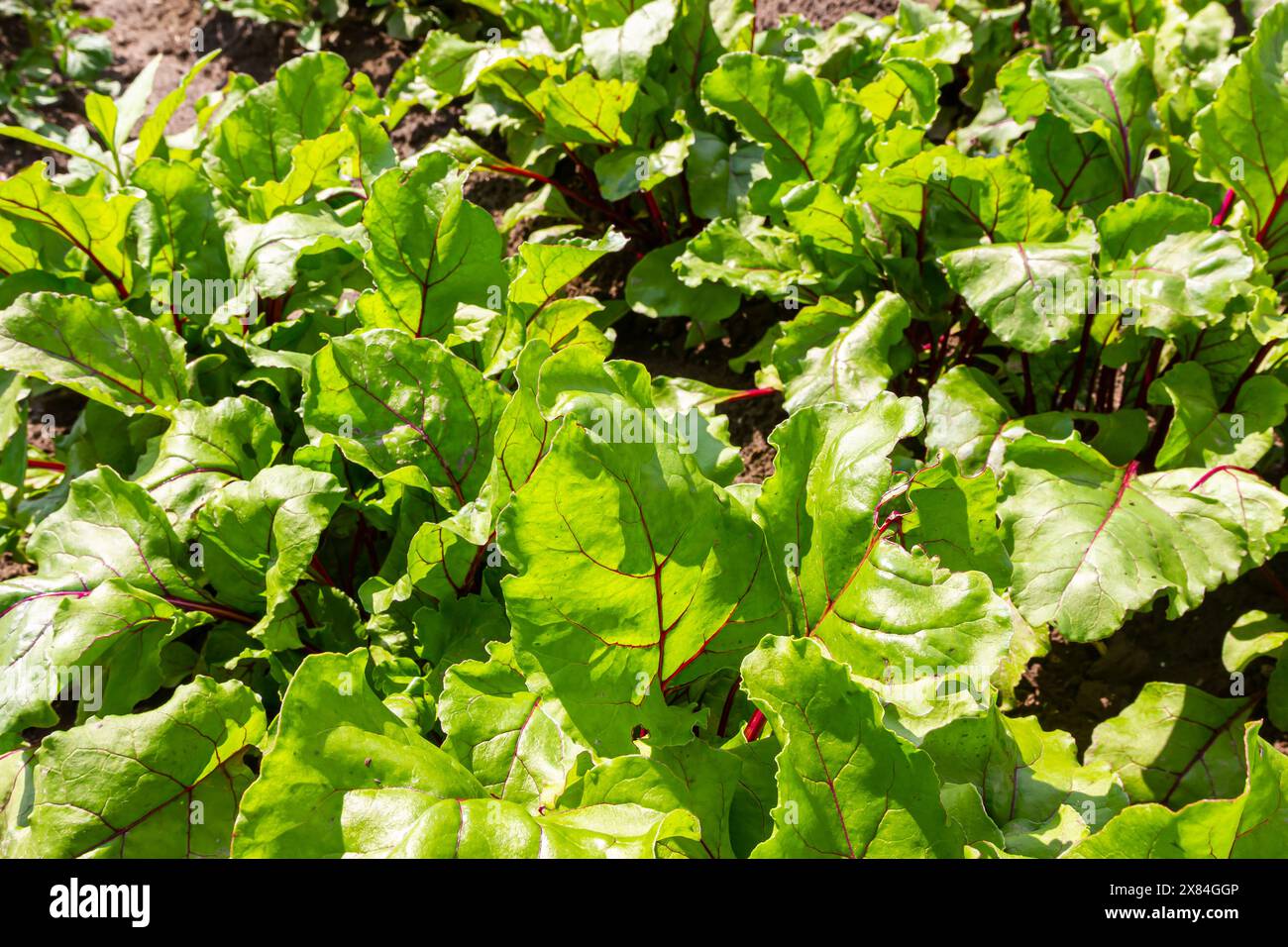 Leaf of beet root. Fresh green leaves of beetroot or beet root seedling ...