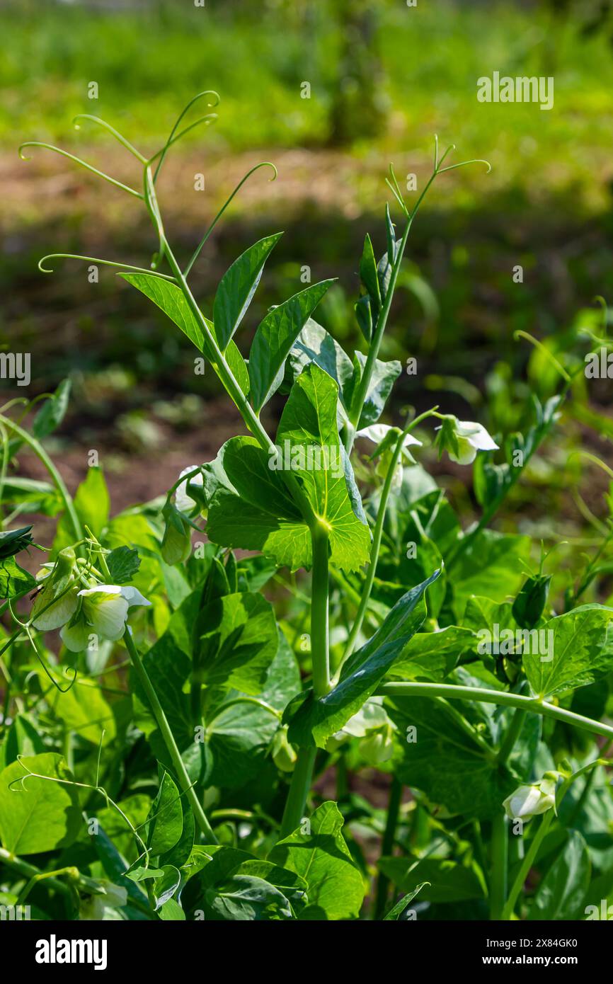 Pea plant flower. Green pea plants in sunlight Stock Photo - Alamy