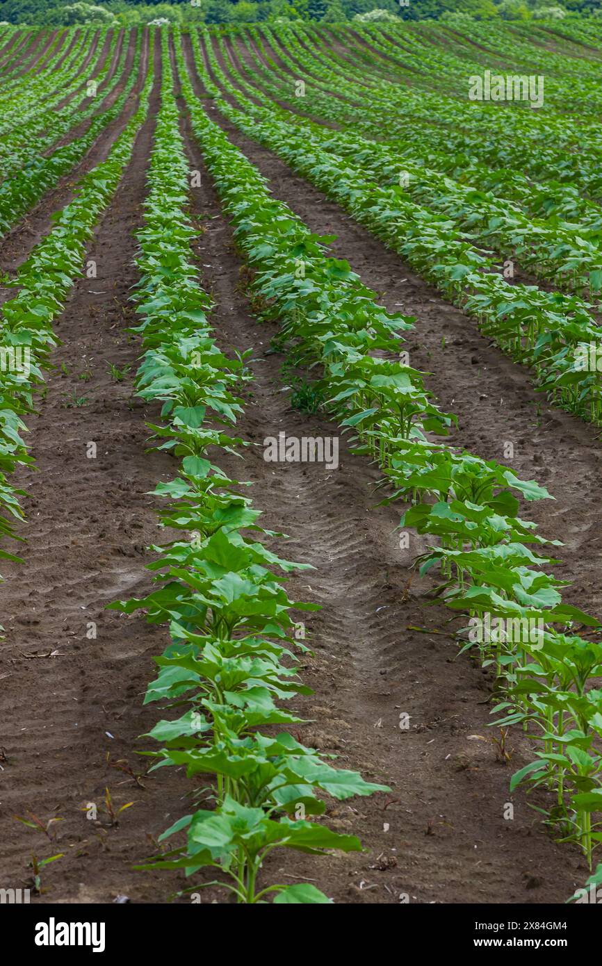 Sunflower plants with buds. Concept agro culture. Rows of young ...