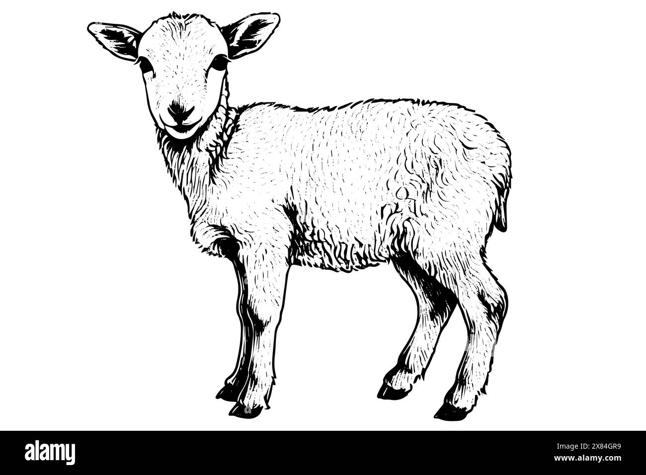 Cute sheep lamb hand drawn ink sketch. Engraved style vector ...