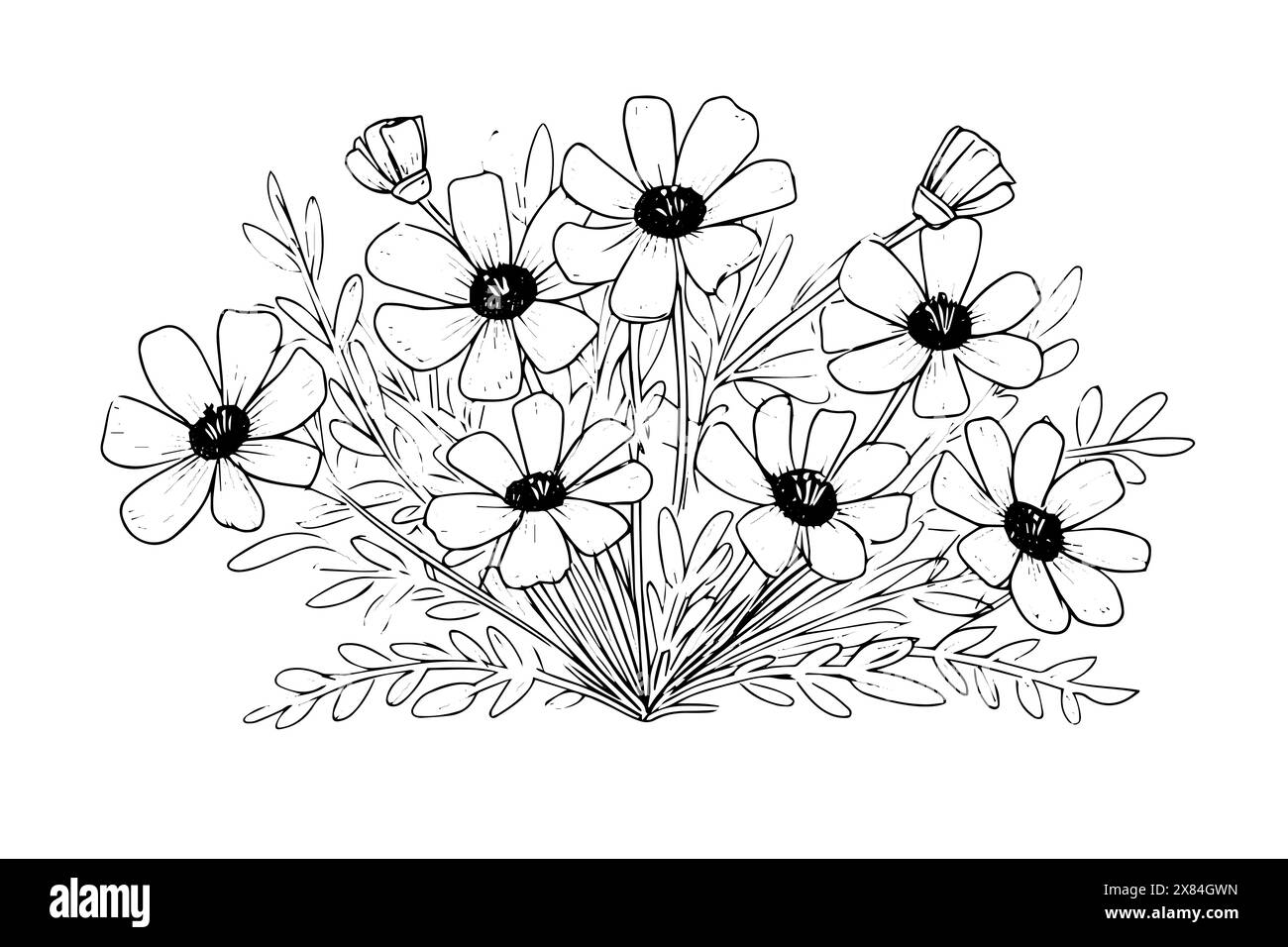 Hand drawn ink sketch of meadow wild flower composition. Engraved style ...