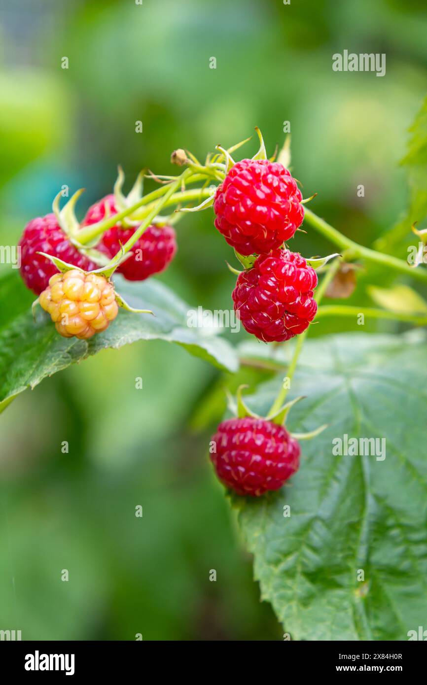 Raspberry branch in the garden. Production Focus Stock Photo - Alamy